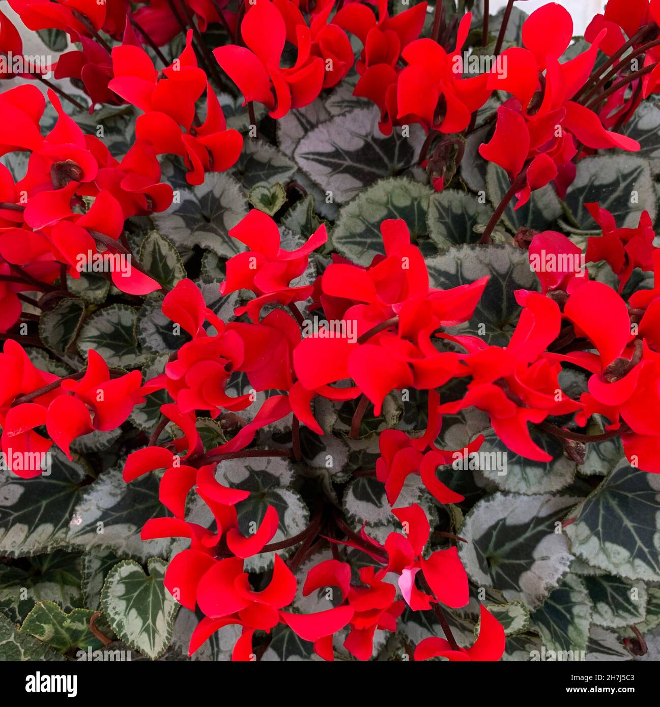 Cyclamen drawing hi-res stock photography and images - Alamy