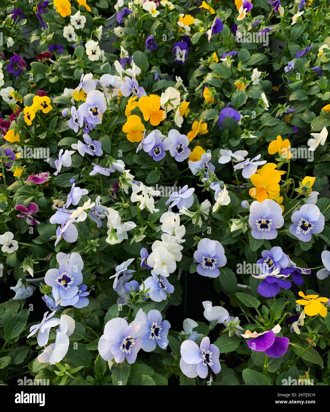 Colorful pansy flowers. Floral background Stock Photo - Alamy
