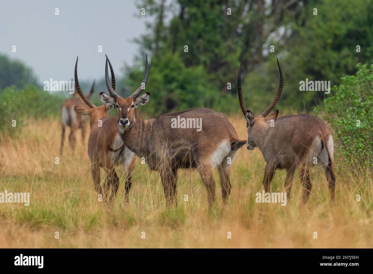Waterbuck - Kobus ellipsiprymnus, large antelope from African savanna ...