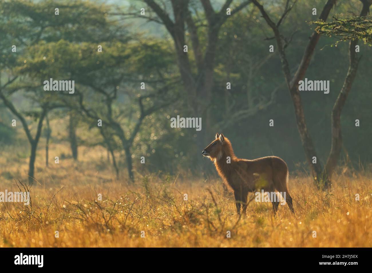 Waterbuck - Kobus ellipsiprymnus, large antelope from African savanna ...