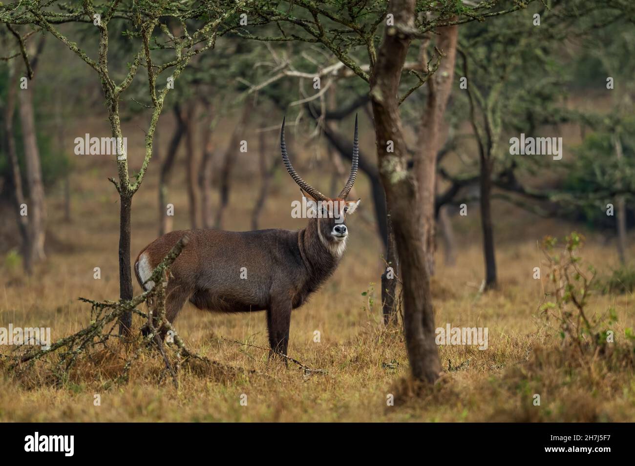 Waterbuck - Kobus ellipsiprymnus, large antelope from African savanna ...