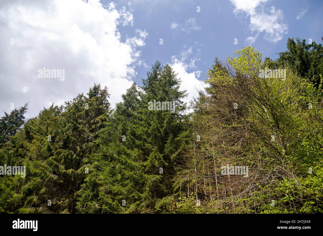 Blue health tree trees hi-res stock photography and images - Alamy
