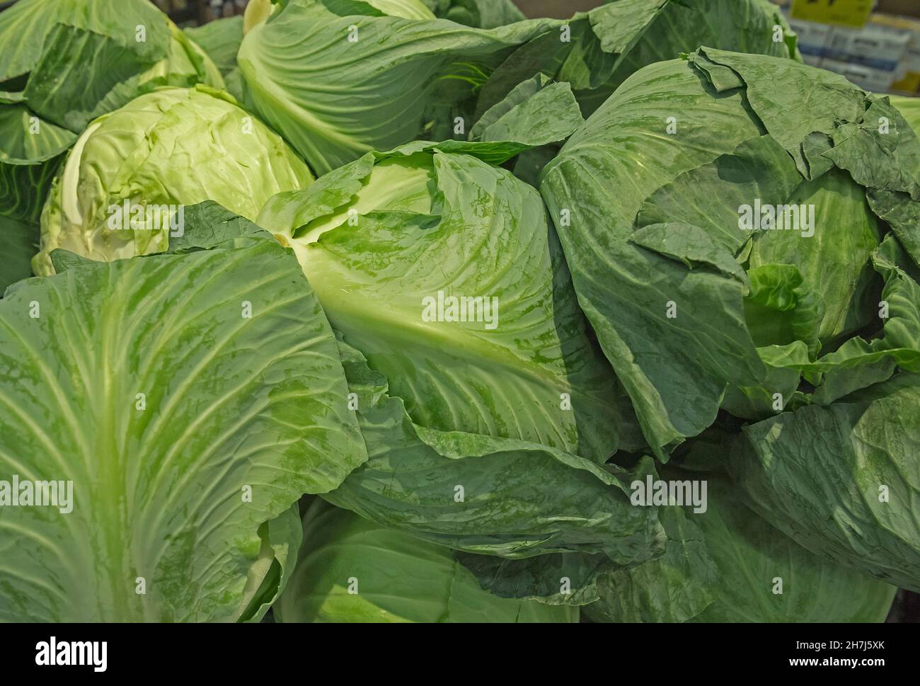 Heads of cabbage for sale in a grocery store in N. Central Florida ...