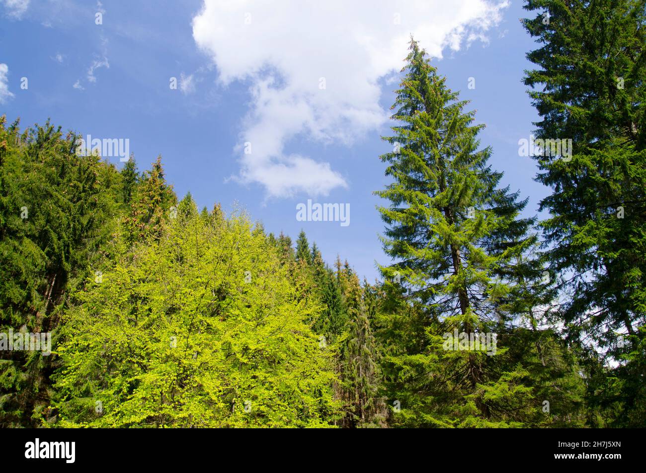 Summer forest landscape, pure air and oxygen Stock Photo - Alamy