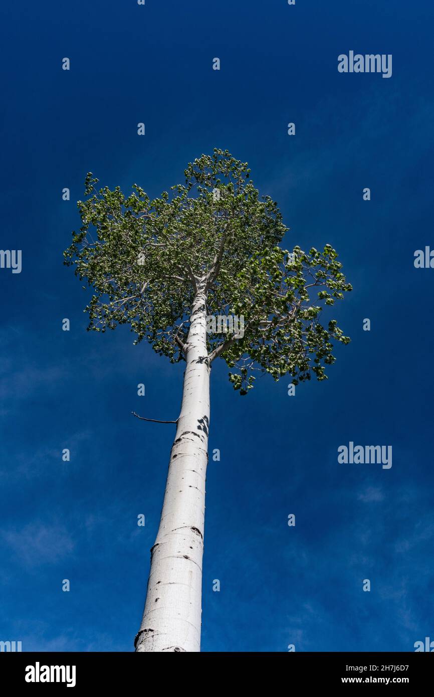 Pando quaking aspen hi-res stock photography and images - Alamy