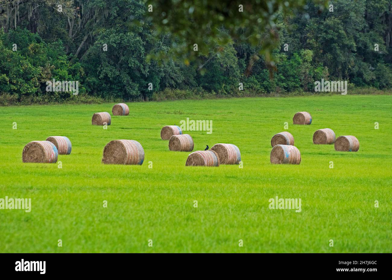 Rolls of harvested hay sit in a field of green grass in the small North ...