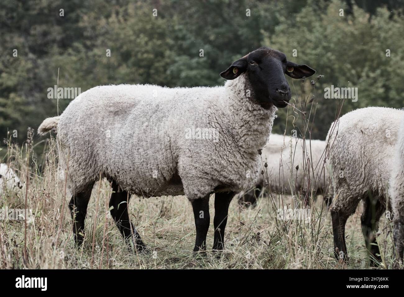Close-up side view of white sheep with black face grazing in pasture ...