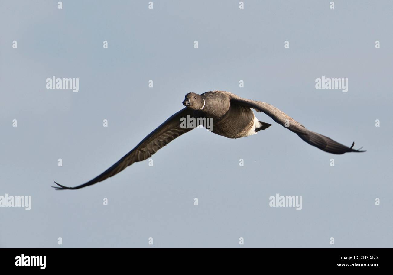 Brent goose (Branta bernicla) in flight Stock Photo - Alamy