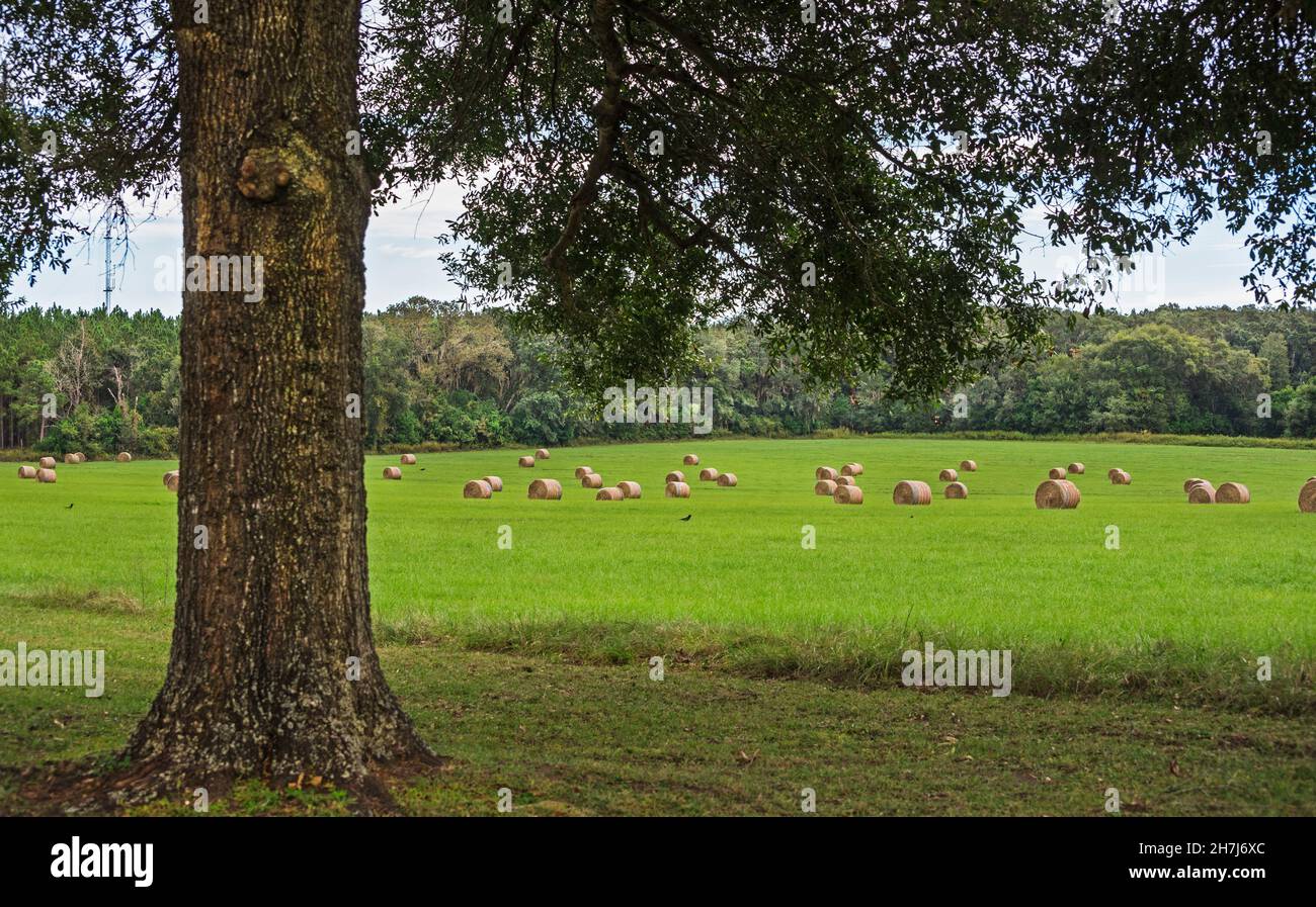 Livestock feed production hi-res stock photography and images - Alamy