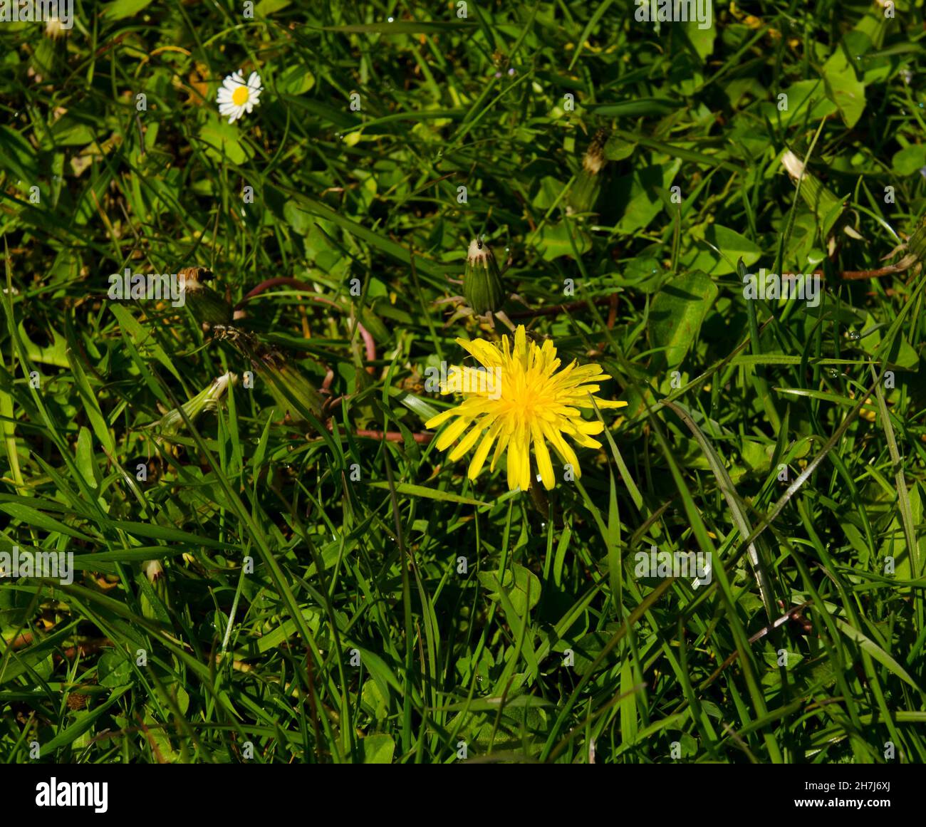 Dandelion and daisy flowers in green grass. Summer nature wallpaper ...