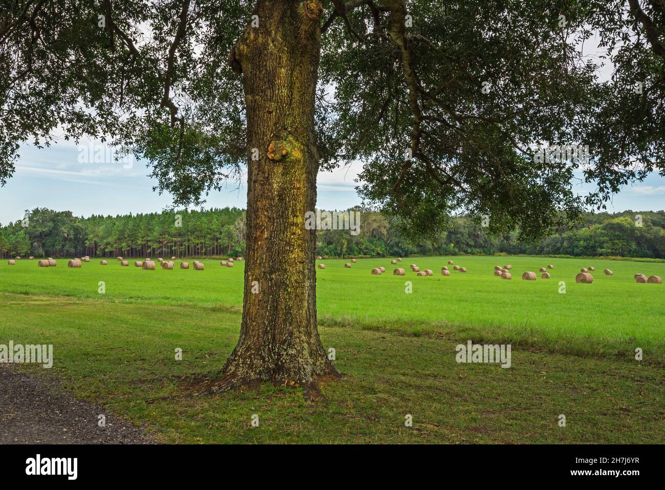 Rolls of harvested hay sit in a field of green grass in the small North ...