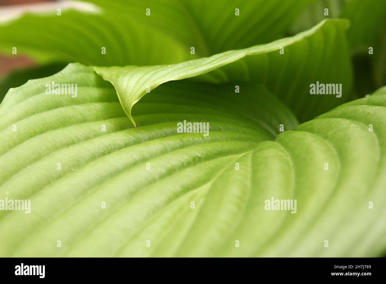 Green leaves natural background. Bright foliage in spring, high ...