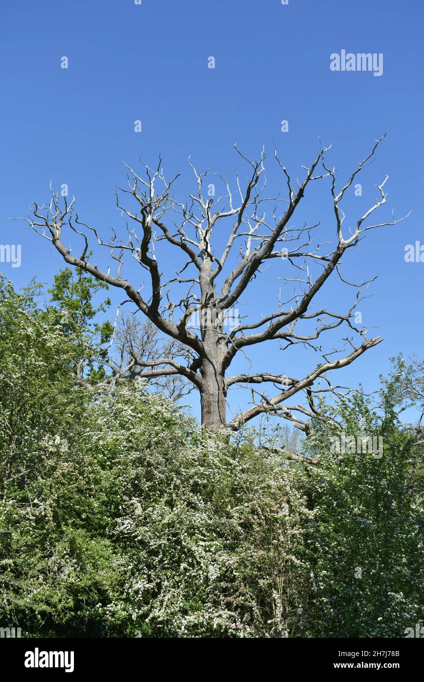 close up of stunning dead tree with bare branches creating a dramatic ...