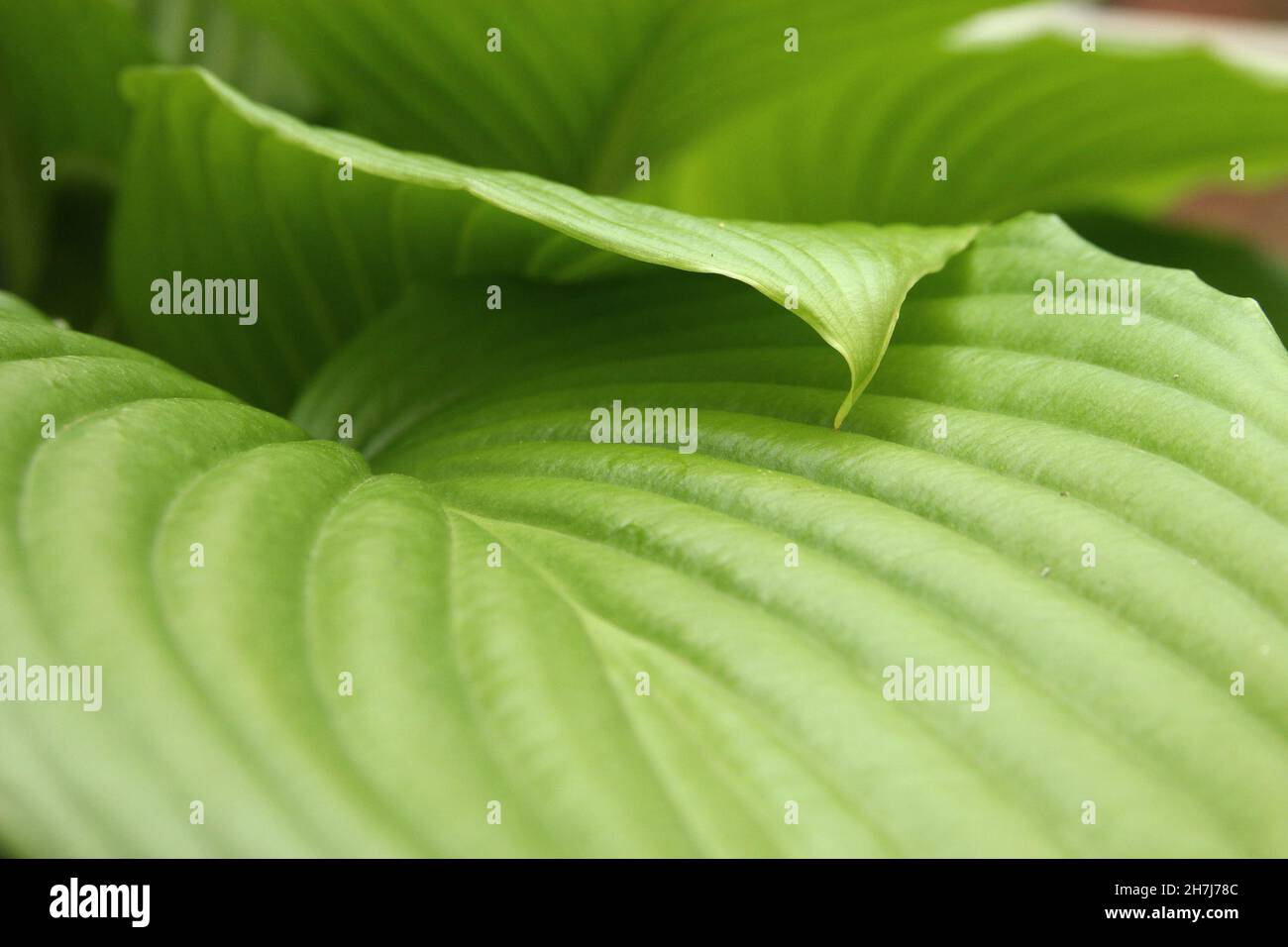 Green flower leaves natural background. Bright spring foliage, high ...