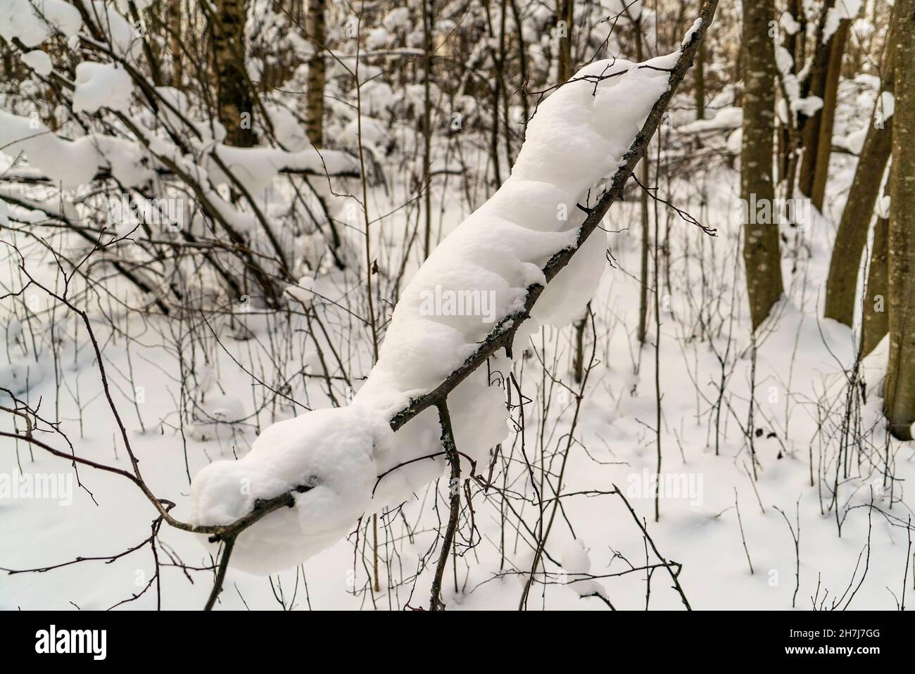 Snow on the branches of trees of unusual shape. Winter day. Leningrad ...