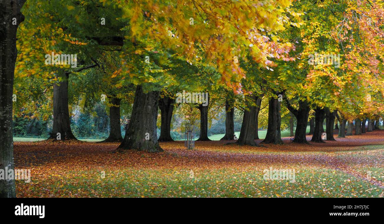 Fallign leaves hi-res stock photography and images - Alamy