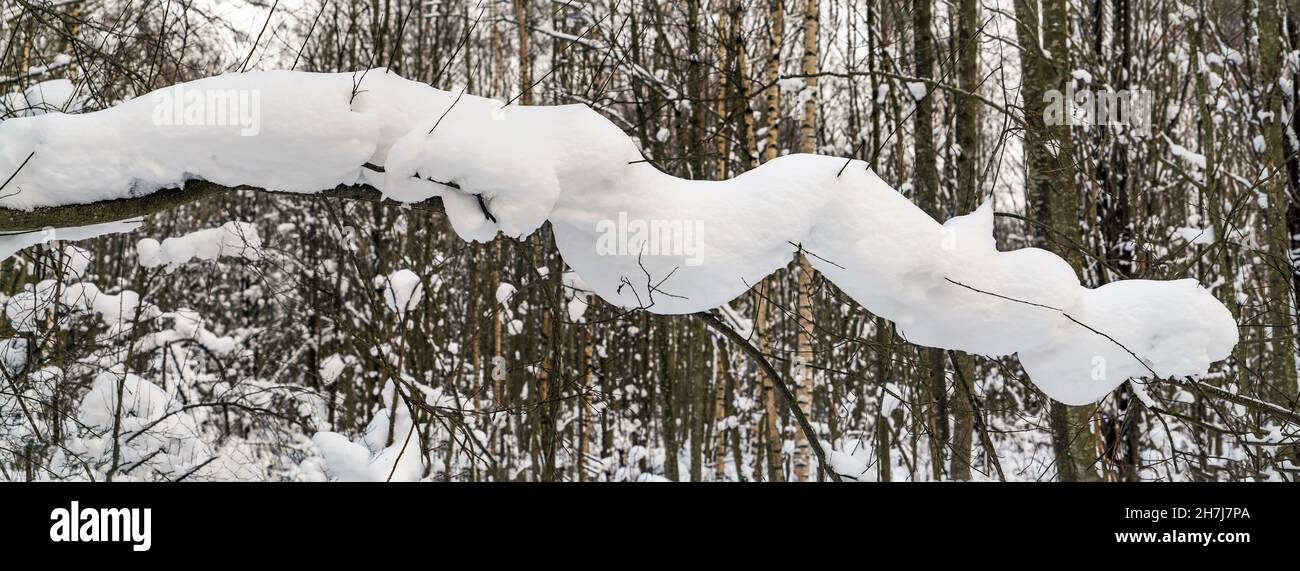 Snow on the branches of trees of unusual shape. Winter day. Leningrad ...