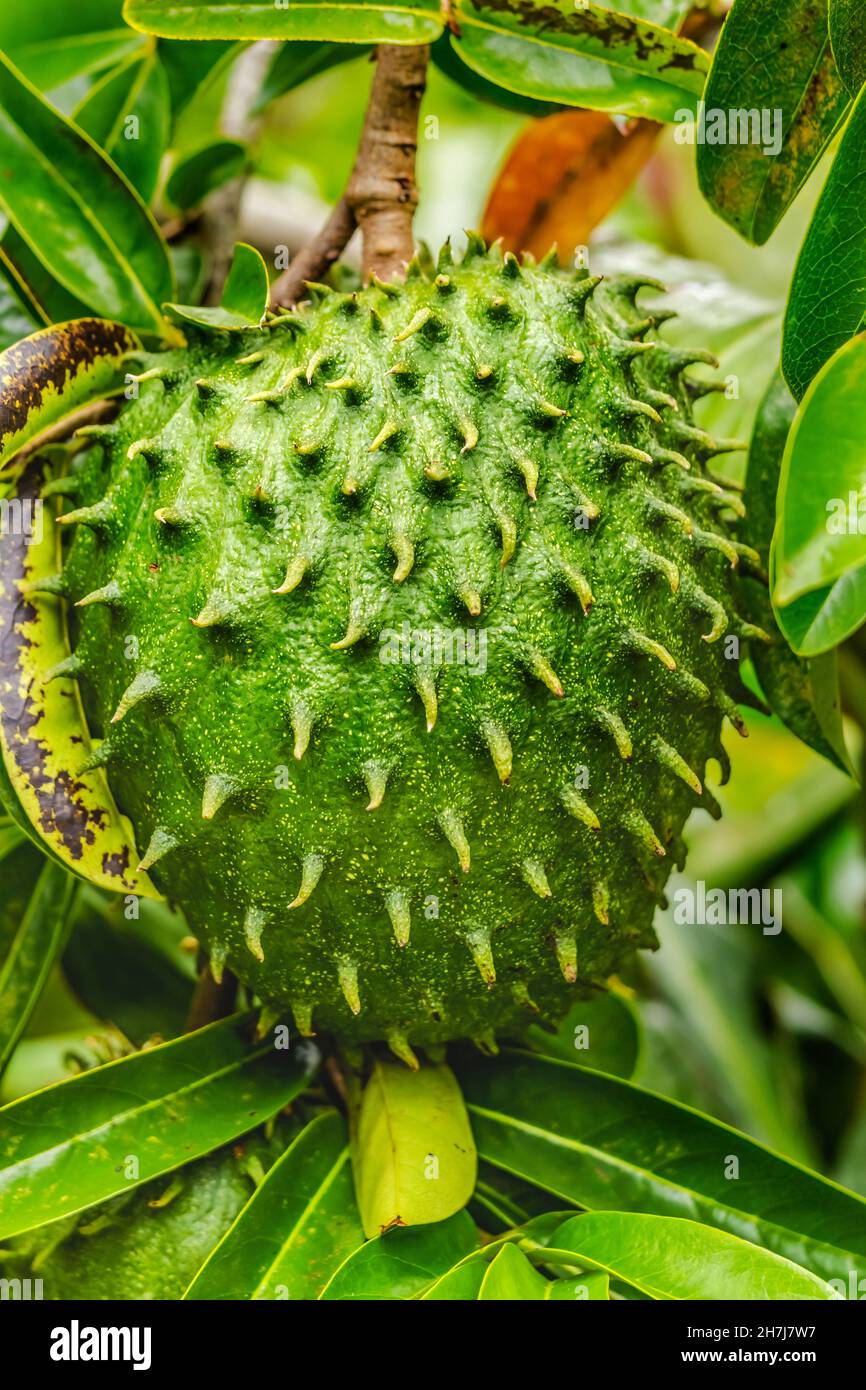 Graviola Tree In Kerala