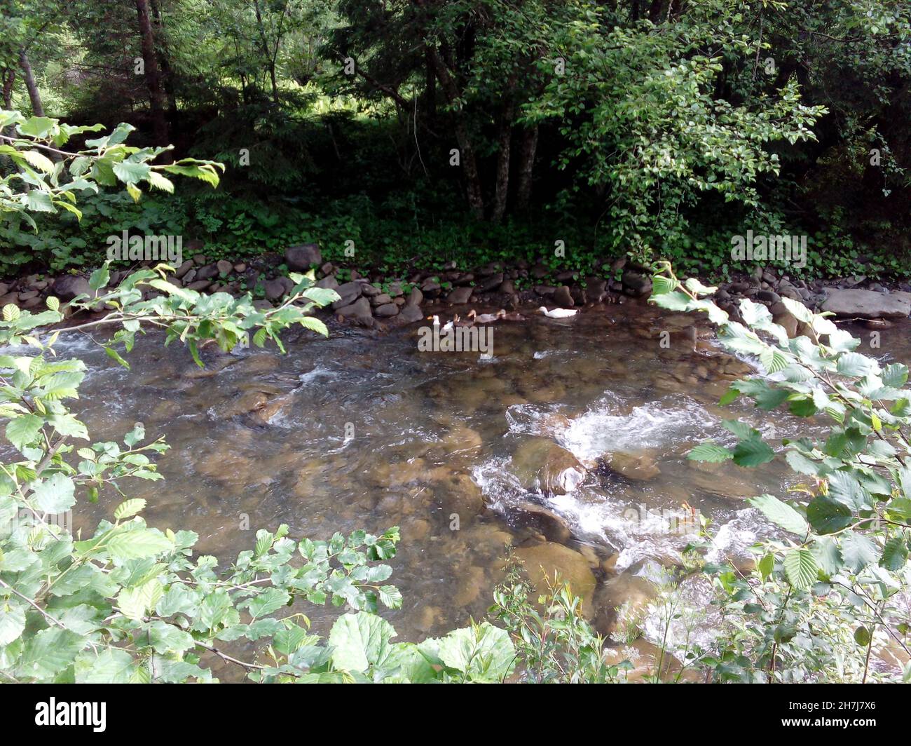 Woods water hi-res stock photography and images - Alamy