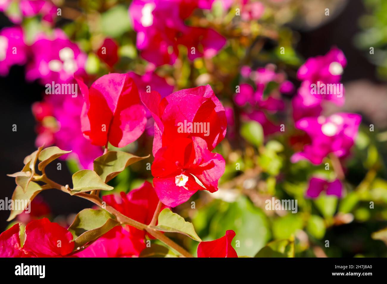 Blooming flowers creates natural hi-res stock photography and images ...