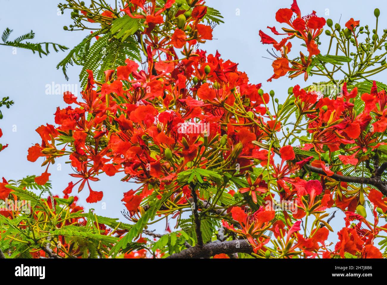 Red Flame Tree Delonix Regia Royal Poinciana Green Leaves Moorea Tahiti ...