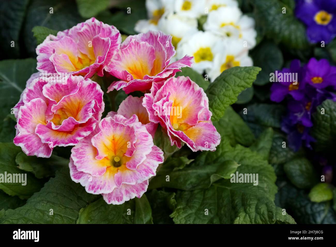 Primrose flowers are shown up close. There are beautiful spring blooms ...