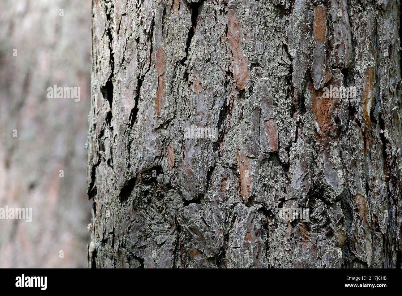 The trunk of the old pine tree with its bark creates the natural ...
