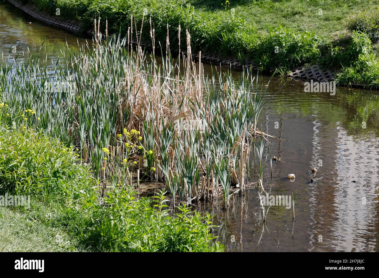 Spring reed plant growth at the shore of the water area can be seen ...