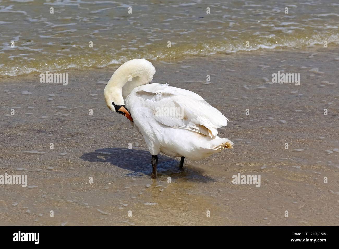 This bird seems to be resting. The white swan is seen in the shallow ...