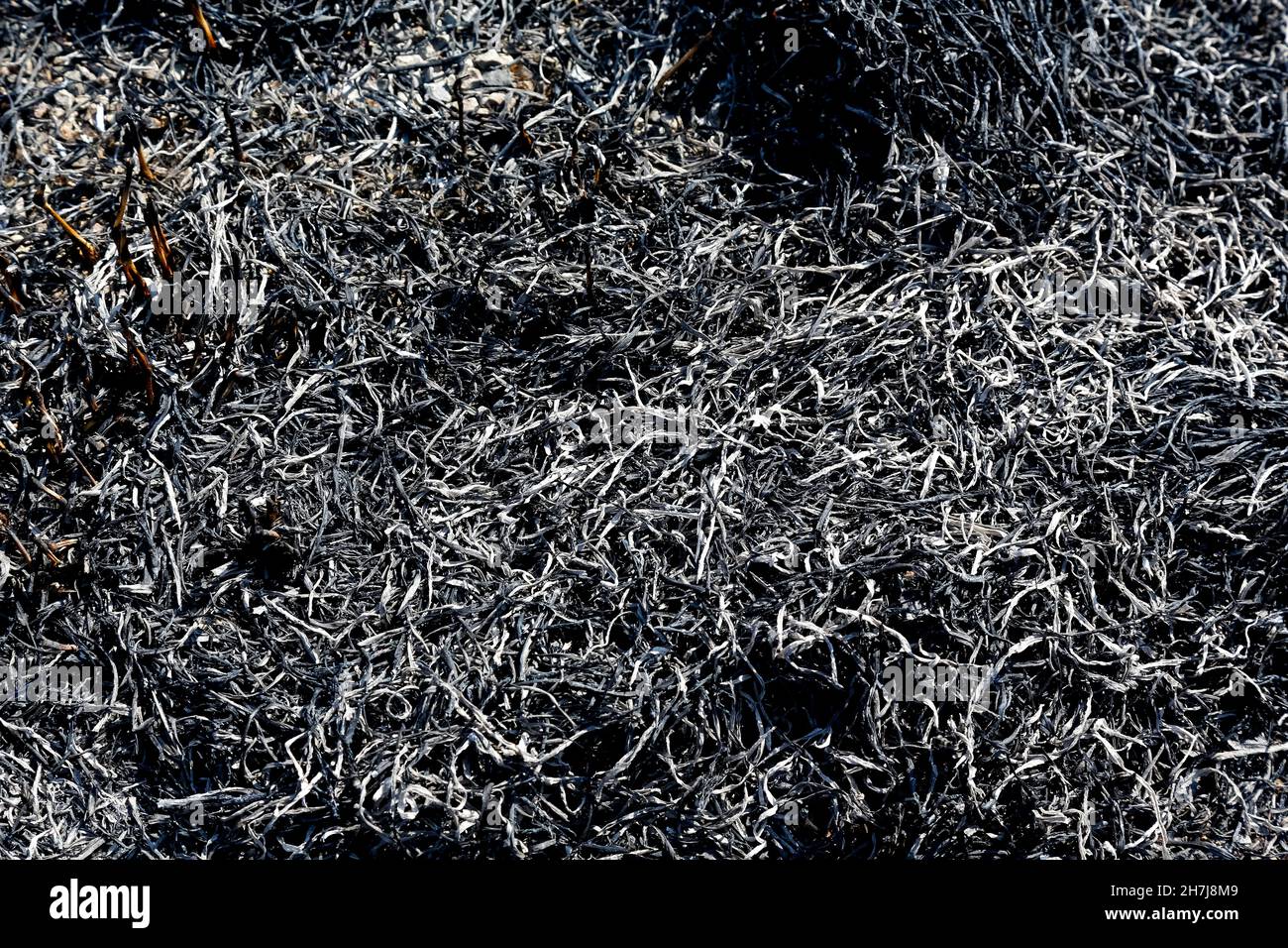 Ash remaining from burnt grass is shown close up Stock Photo - Alamy