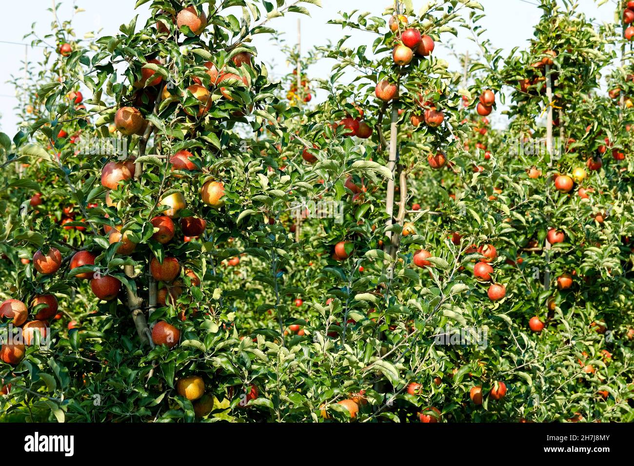 Ripe fruits can be seen on the apple trees in the orchard Stock Photo ...