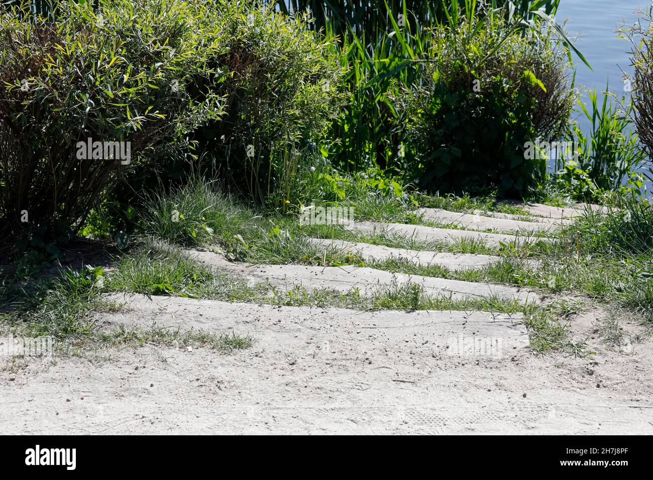 Wooden stairs lead to the lake. There are many green reed plants around ...