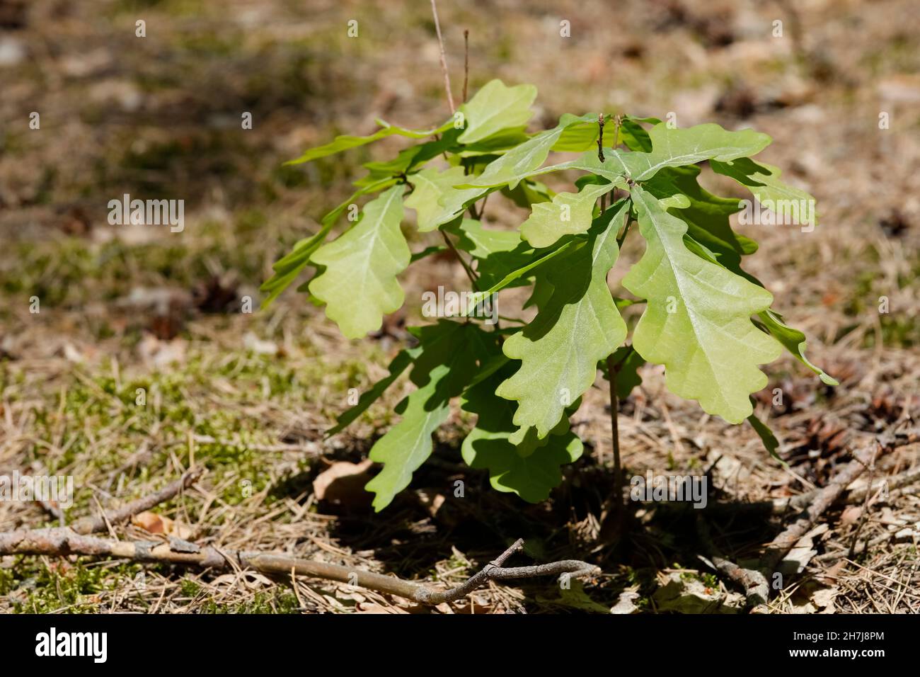 Little oak tree hi-res stock photography and images - Alamy