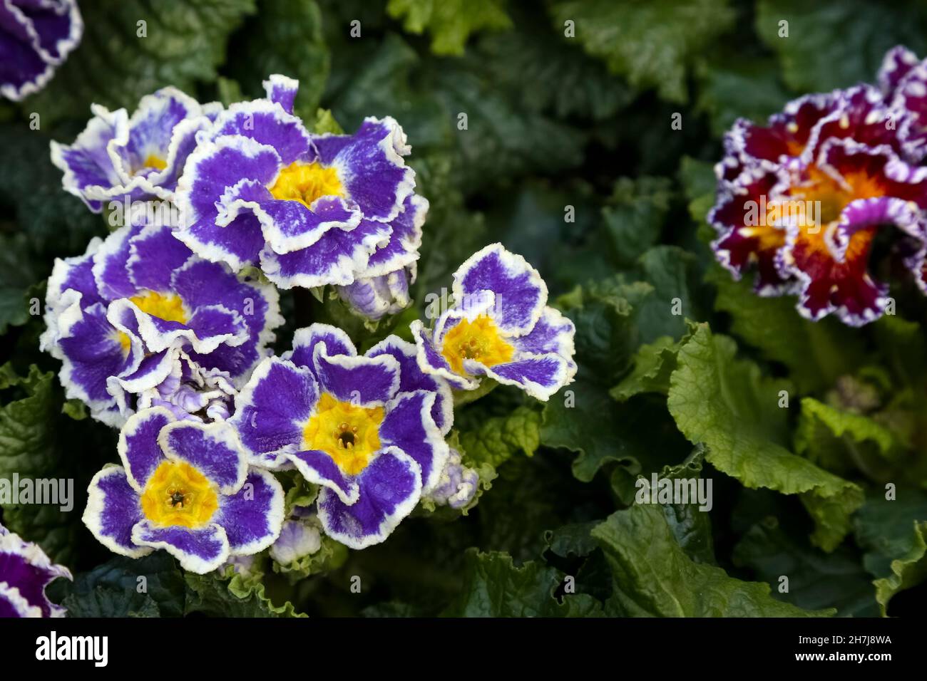 Beautiful spring blooms of primrose are shown up close Stock Photo - Alamy