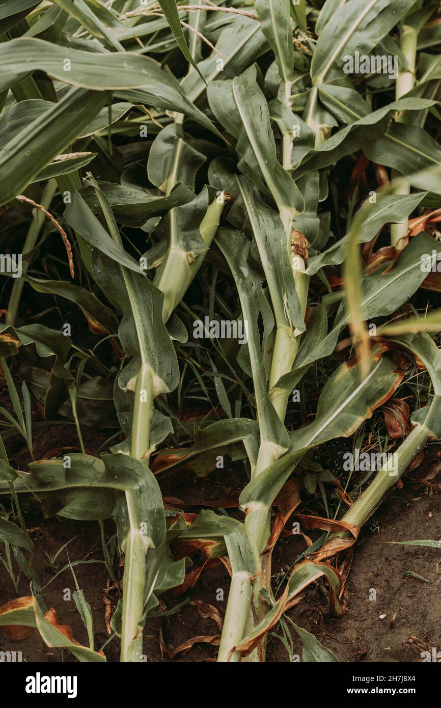 Wind damaged crops hi-res stock photography and images - Alamy