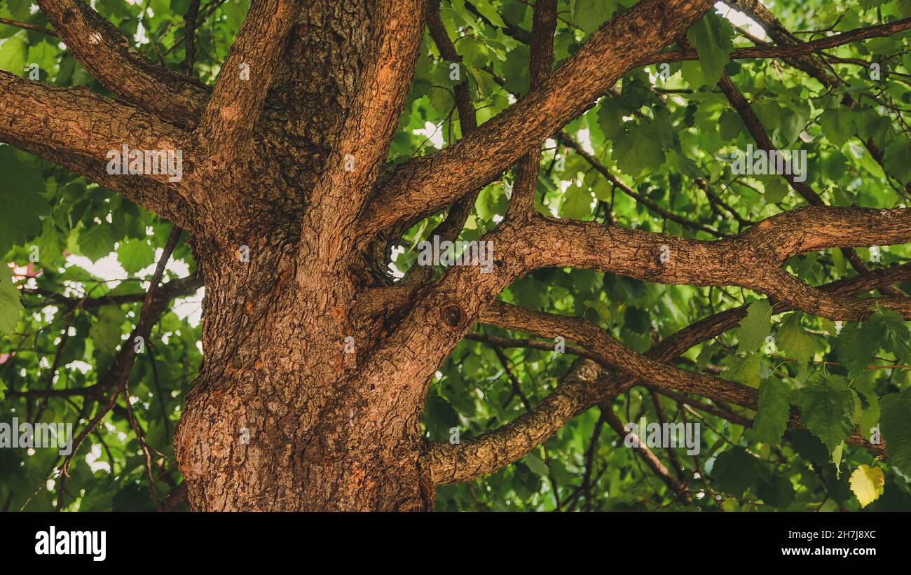 Old linden tree with green leaves and long branches Stock Photo - Alamy