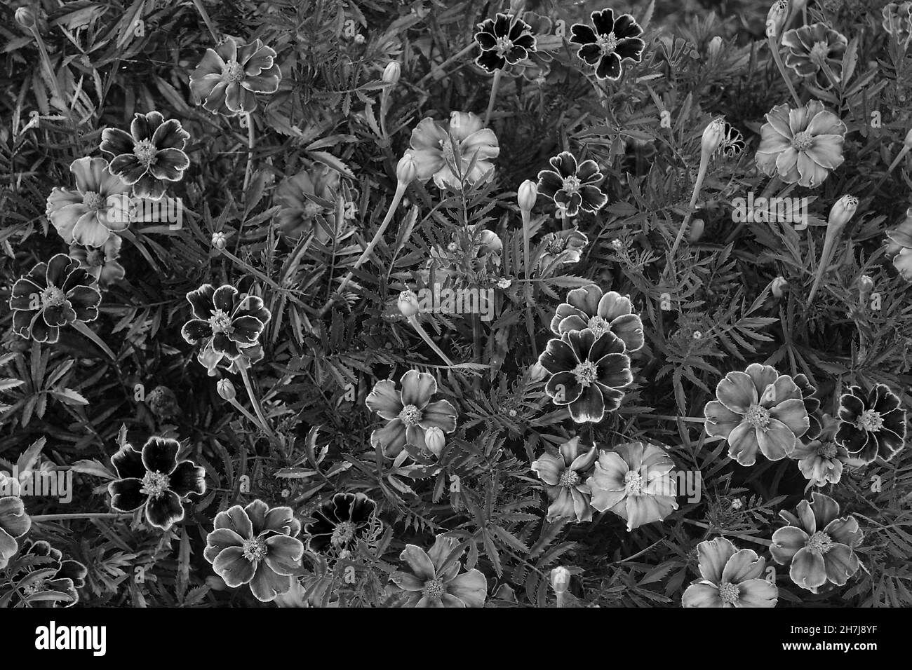 Black and white photo of many small flowers Stock Photo - Alamy