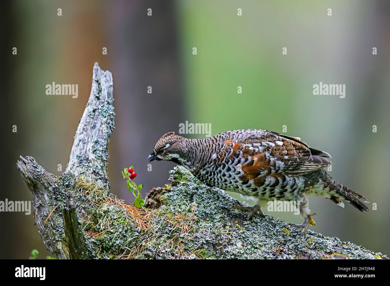 Hazel grouse / hazel hen (Tetrastes bonasia / Tetrao bonasia / Bonasa ...