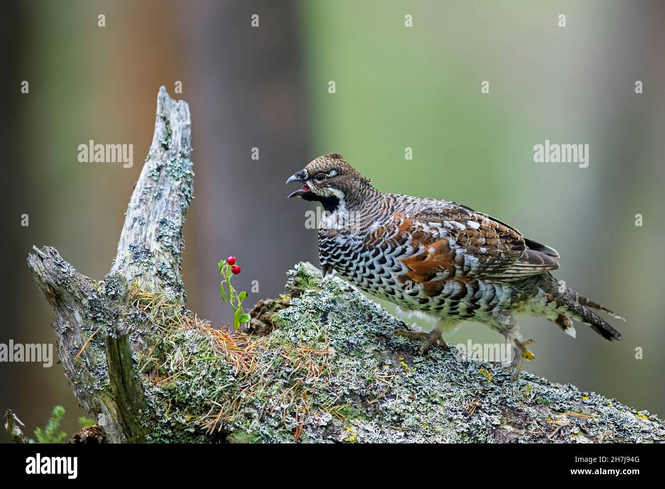 Hazel grouse / hazel hen (Tetrastes bonasia / Tetrao bonasia / Bonasa ...