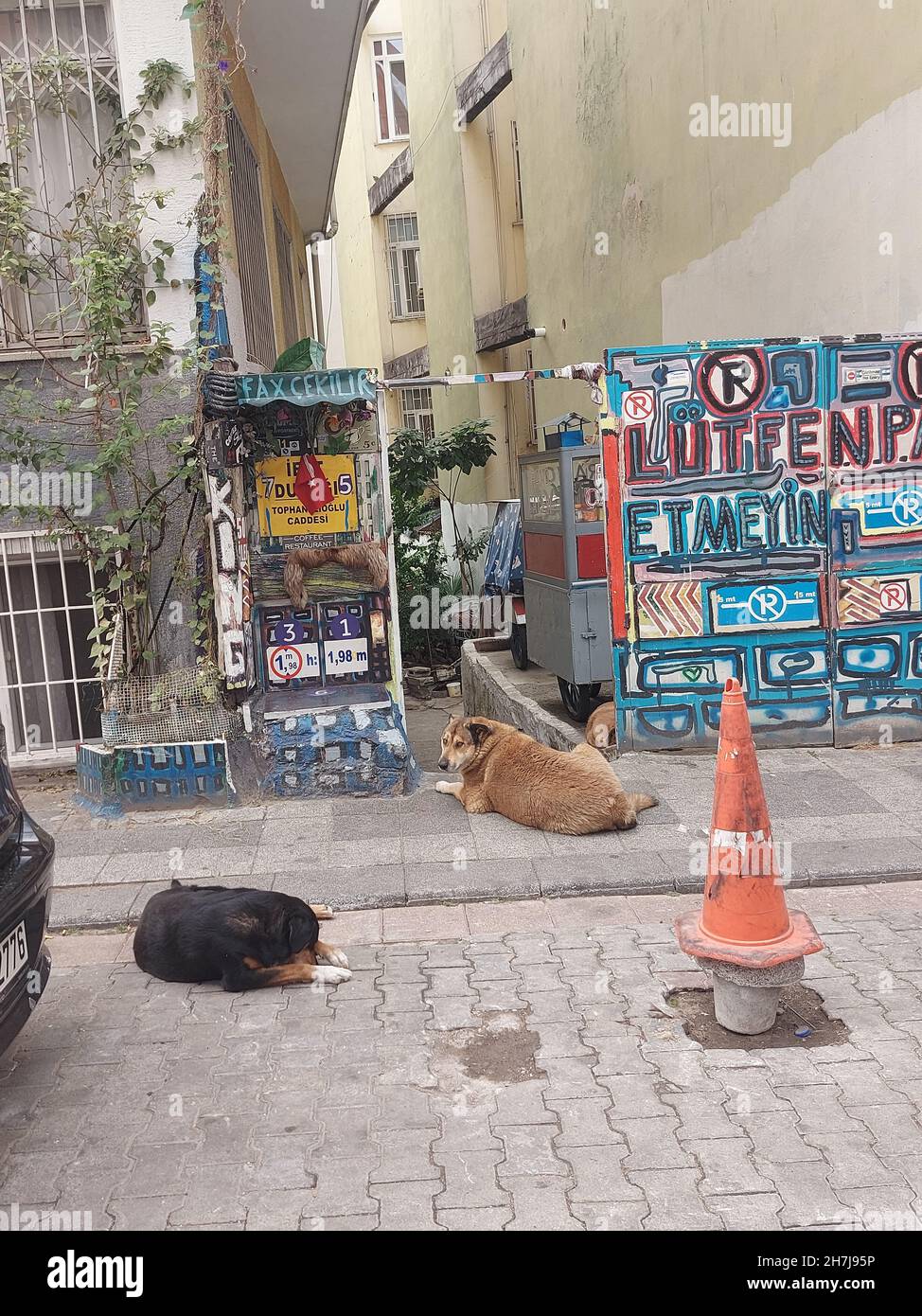 ISTANBUL, TURKEY - Sep 03, 2021: A vertical shot of dogs lying down in ...
