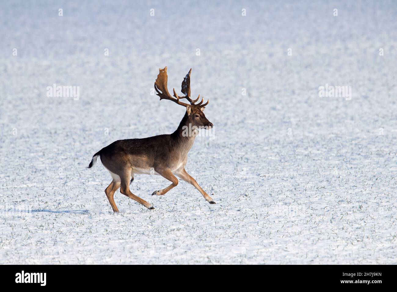 Fallow deer (Dama dama) buck running over snow covered field in winter ...