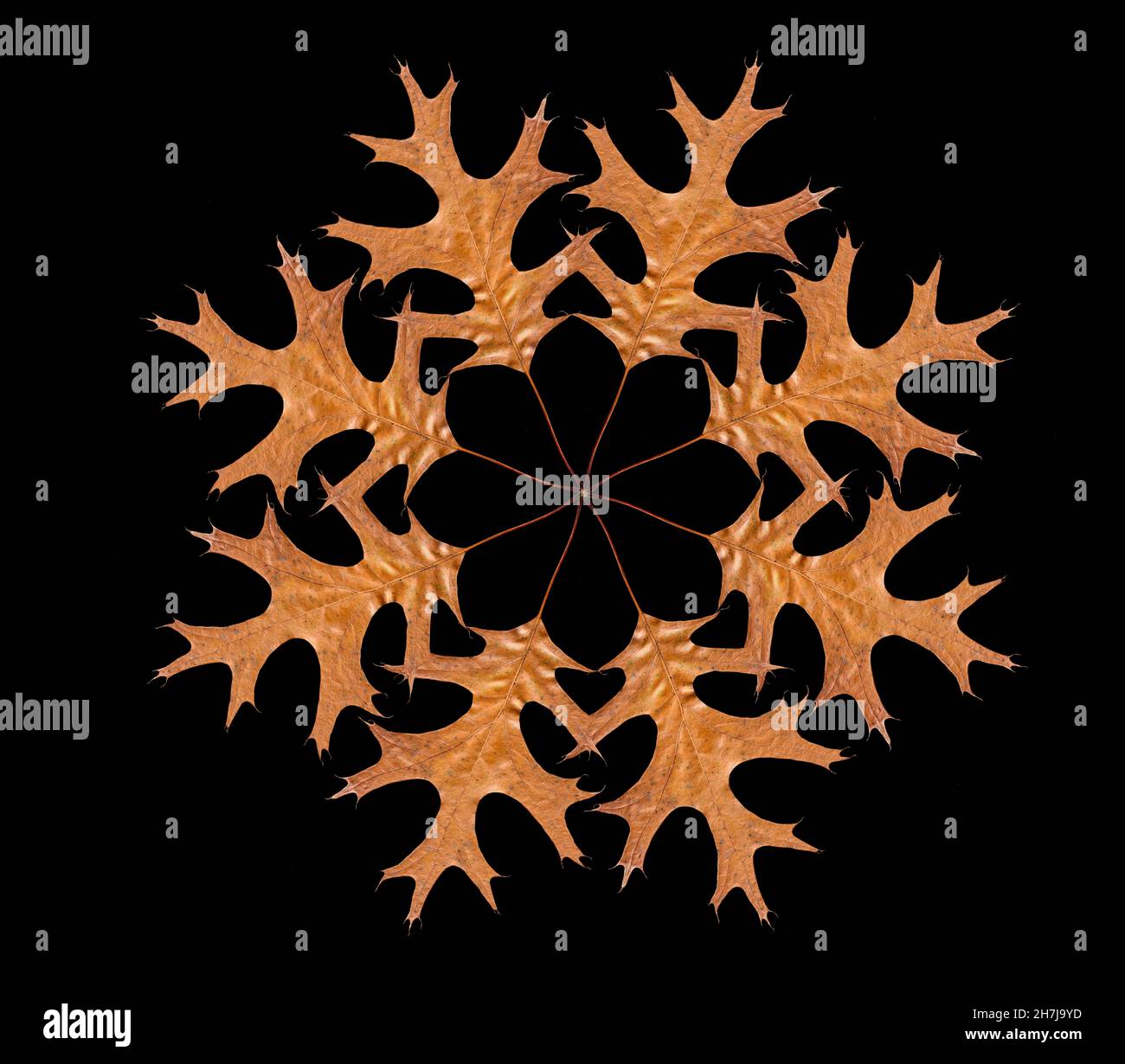 Autumn-colored oak leaf replicated to create artistic pattern of ...