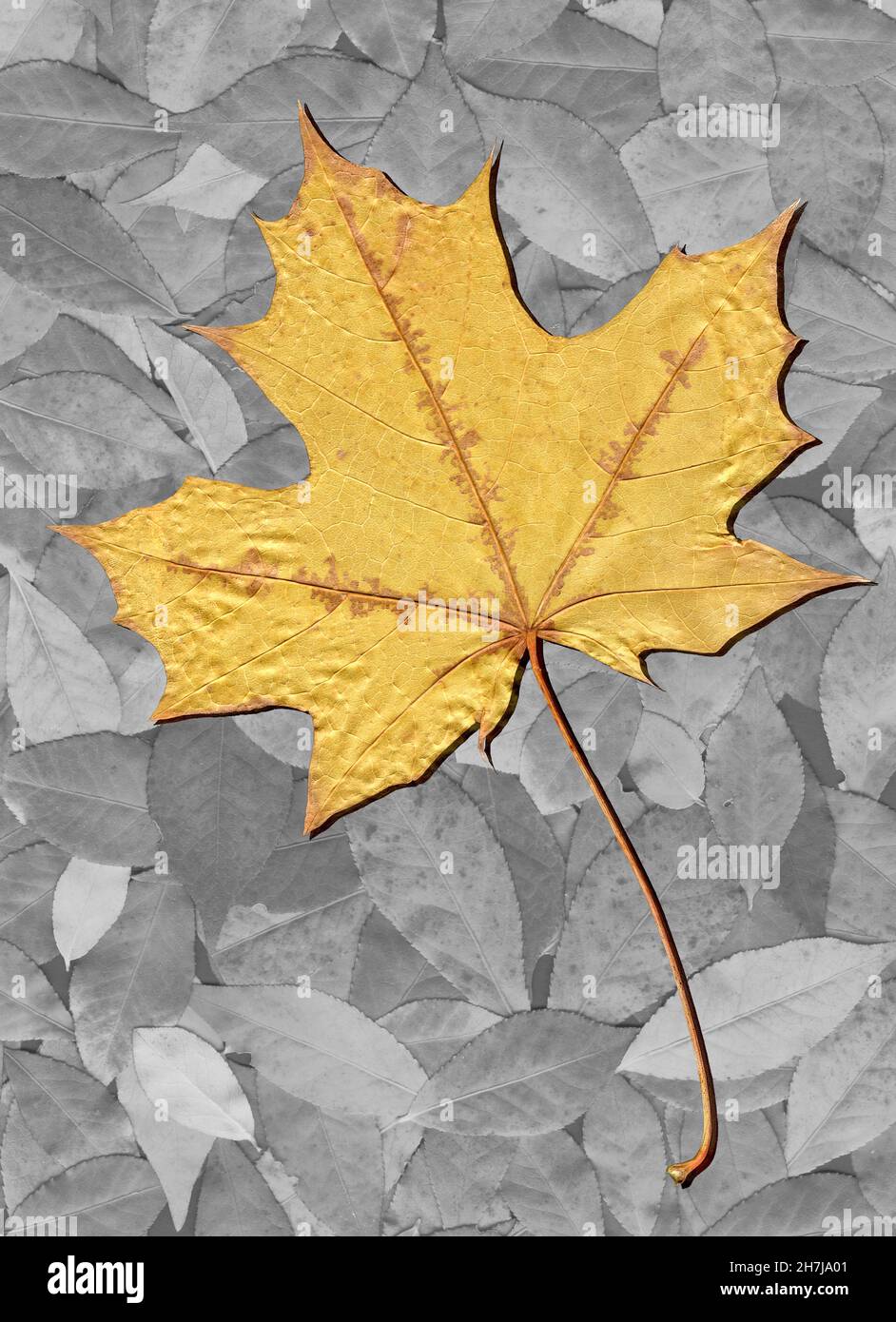 Closeup capturing fine details, shape, and texture of single golden ...