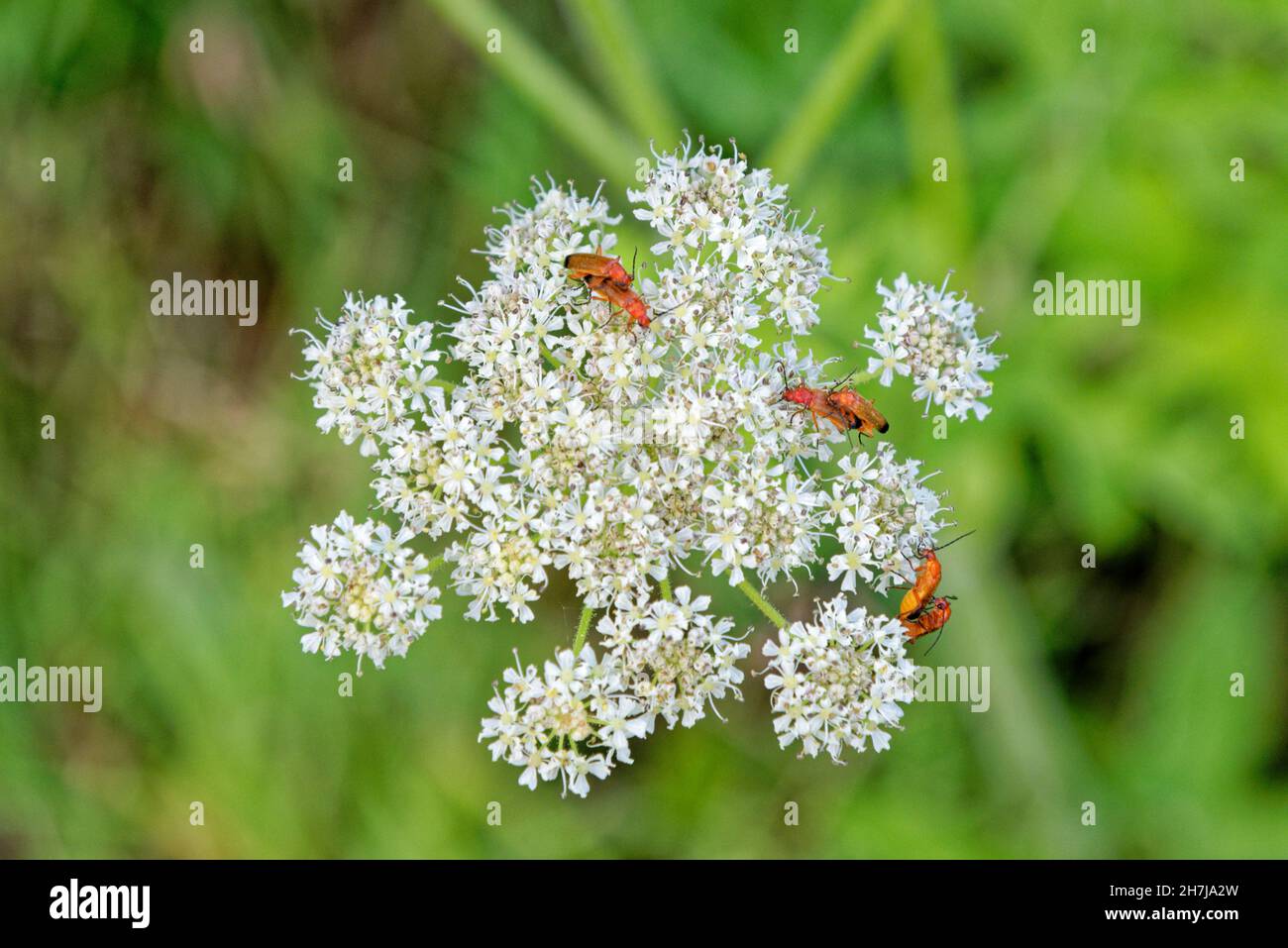 White Apiaceae - Umble flowers - with red bugs on it Stock Photo - Alamy