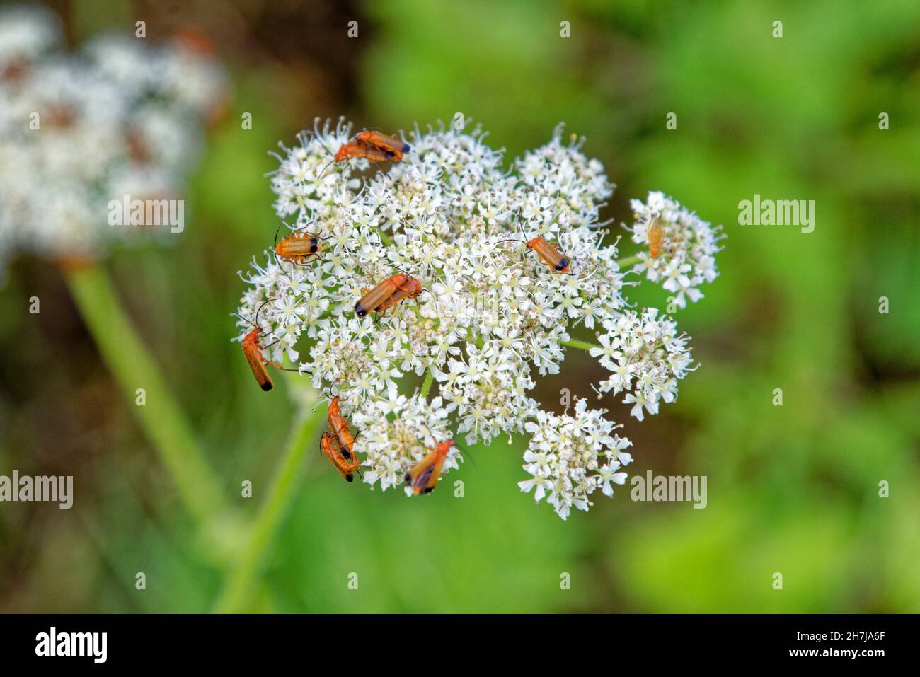White Apiaceae - Umble flowers - with red bugs on it Stock Photo - Alamy