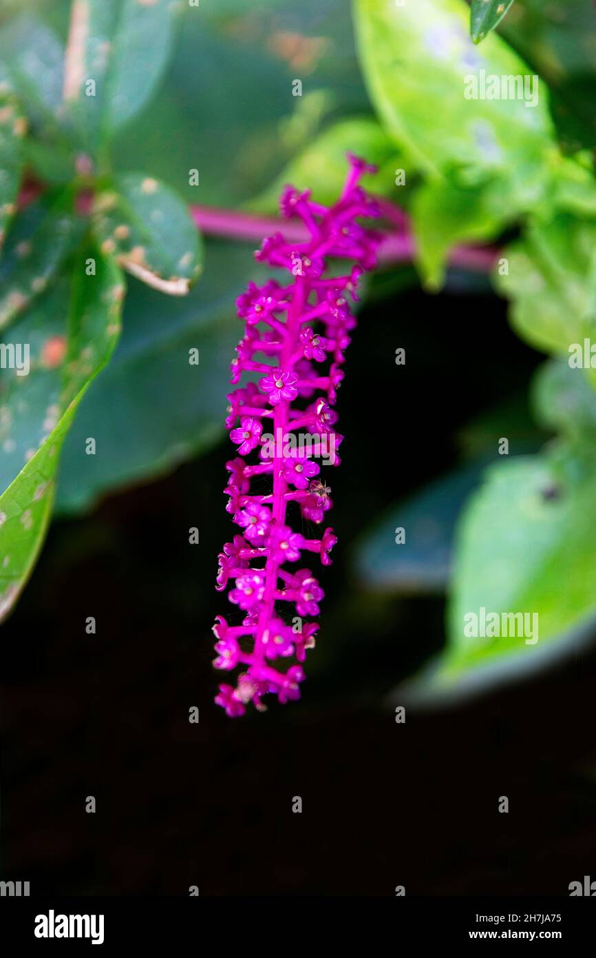 Azores flower hi-res stock photography and images - Alamy