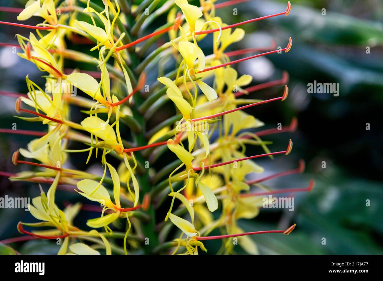 Azores sao miguel ginger lily hi-res stock photography and images - Alamy