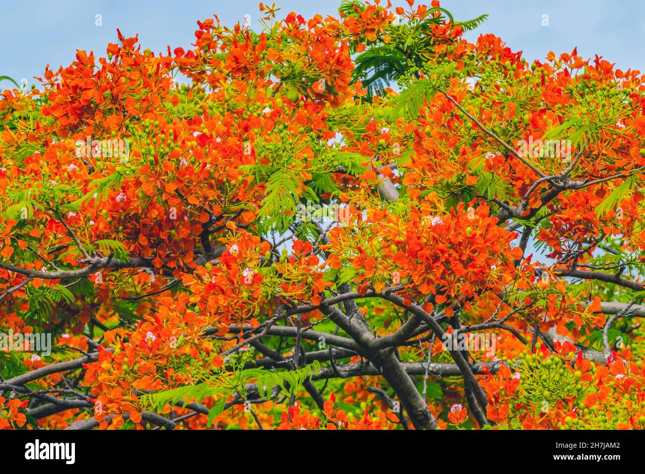 Red Flame Tree Delonix Regia Royal Poinciana Green Leaves Moorea Tahiti ...