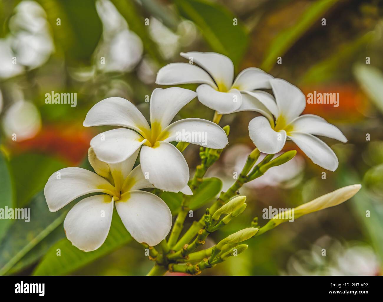 White Yellow Frangipani Plumeria Green Leaves Moorea Tahiti French ...