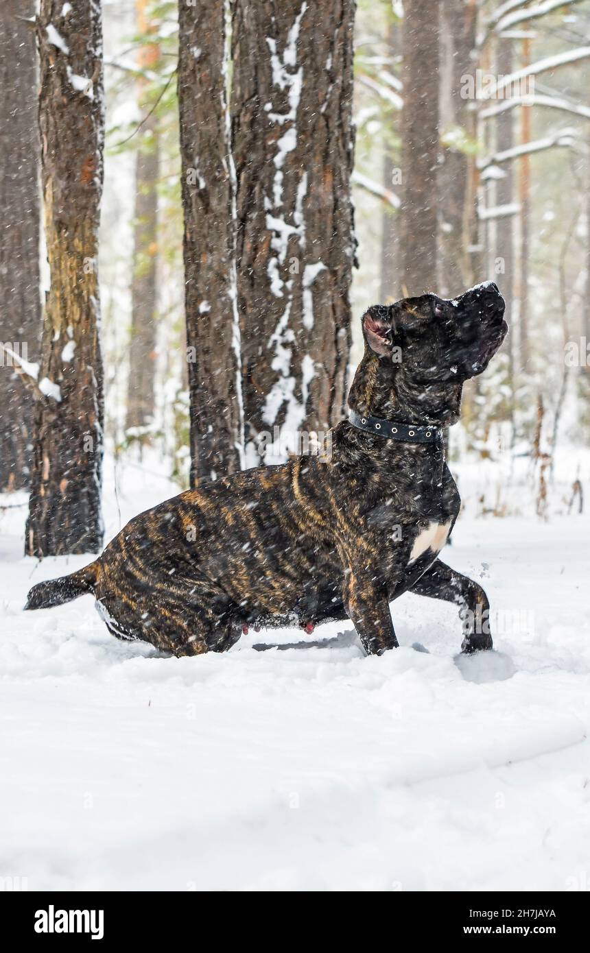 Cane corso forest hi-res stock photography and images - Alamy